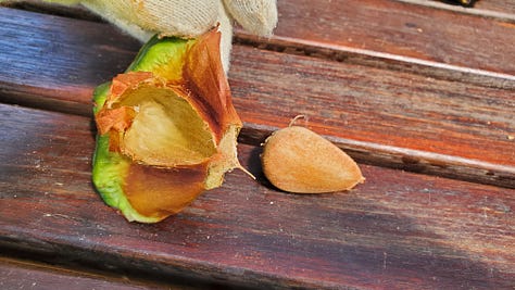 Bunya Nut - by J.P. - Bush Food Forager