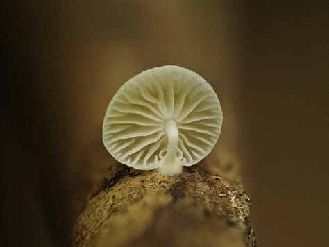 Mushroom Hunting at Khao Phanom Bencha National Park | Krabi, Thailand