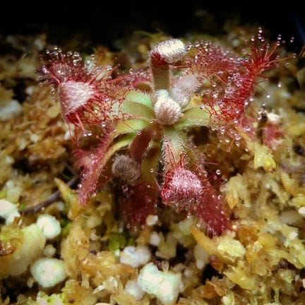 SPECIES PROFILE: DROSERA GRAOMOGOLENSIS - by Dan DiPietro