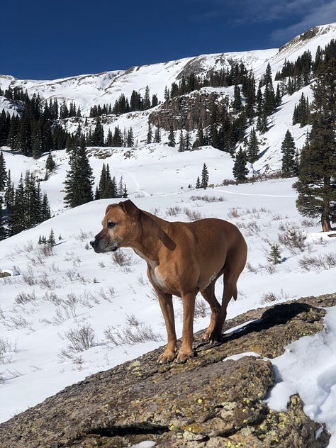 Ruby Protocol: How Fenbendazole, Ivermectin, and Peptides Helped Extend ...