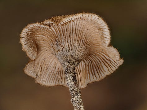Mushroom Hunting at Khao Phanom Bencha National Park | Krabi, Thailand