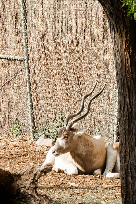 Reference Photos of Zoo Animals