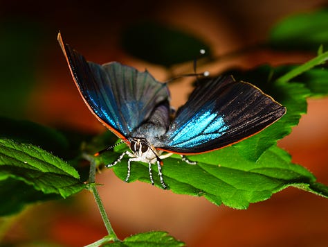 Iridescence: a Color Phenomenon - Color Insider