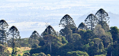 Bunya Nut - by J.P. - Bush Food Forager