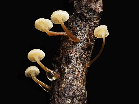 Glowing Unseen | A 2023 Roundup of Malaysian Bioluminescent Fungi Finds