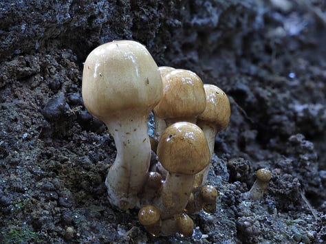 Monsoon Mushrooms: Two-Wheeled Adventures in Northern Thailand - Part III