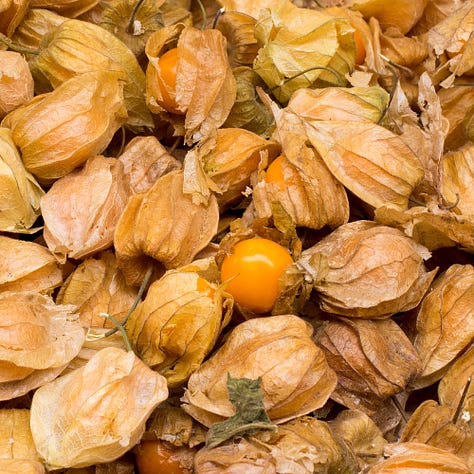 25 Native Fruit of Virginia - Feeding Appalachia