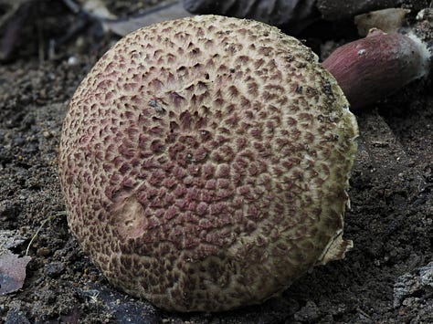 Monsoon Mushrooms: Two-Wheeled Adventures in Northern Thailand - Part III