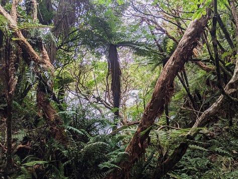 Zombie Apocalypse of the Insect World: A Closer Look at Cordyceps