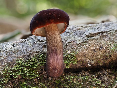 Monsoon Mushrooms: Two-Wheeled Adventures in Northern Thailand - Part III