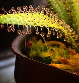 CULTIVATION OF DROSERA REGIA - by Dan DiPietro