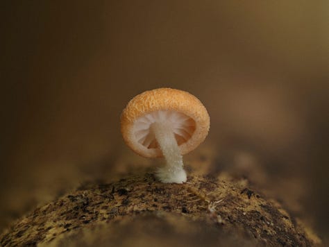 Mushroom Hunting at Khao Phanom Bencha National Park | Krabi, Thailand