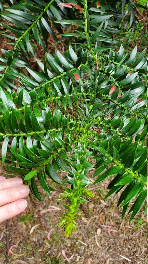 Bunya Nut - by J.P. - Bush Food Forager