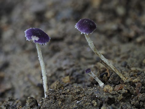 Monsoon Mushrooms: Two-Wheeled Adventures in Northern Thailand - Part III