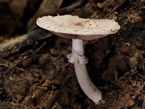 Mushroom Hunting at Khao Phanom Bencha National Park | Krabi, Thailand