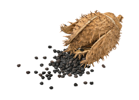 Nature's Unforgiving Bloom: A Dive into Datura