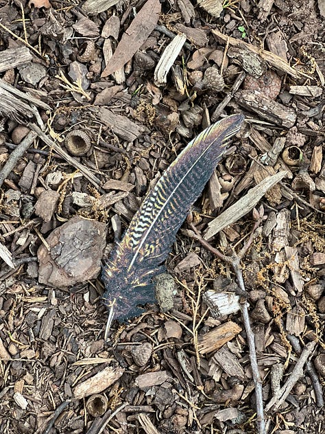 What is HueForge and How Did You Do That? - by Horn & Rhode