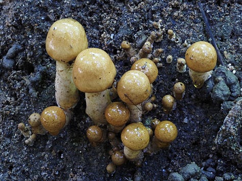 Monsoon Mushrooms: Two-Wheeled Adventures in Northern Thailand - Part III