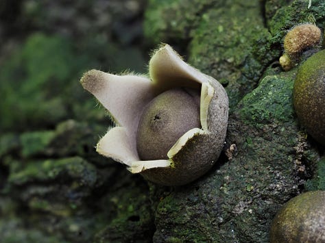 Monsoon Mushrooms: Two-Wheeled Adventures in Northern Thailand - Part III