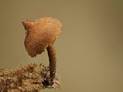 Mushroom Hunting at Khao Phanom Bencha National Park | Krabi, Thailand