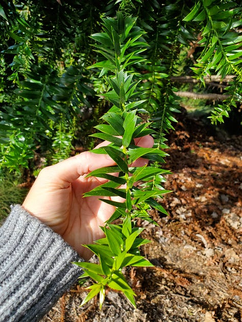 Bunya Nut - by J.P. - Bush Food Forager
