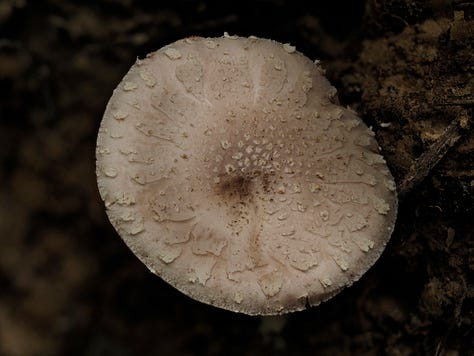 Mushroom Hunting at Khao Phanom Bencha National Park | Krabi, Thailand