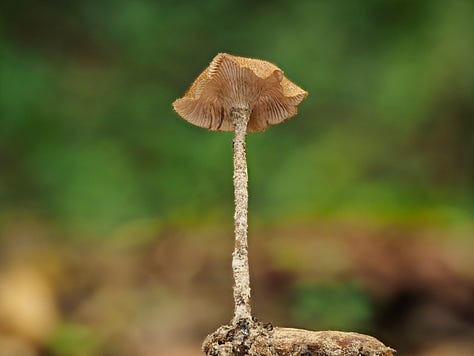 Mushroom Hunting at Khao Phanom Bencha National Park | Krabi, Thailand