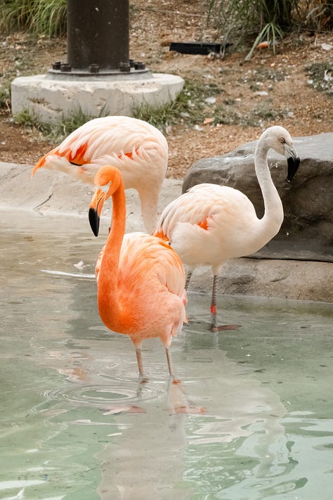 Reference Photos of Zoo Animals