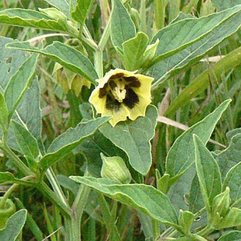 25 Native Fruit of Virginia - Feeding Appalachia