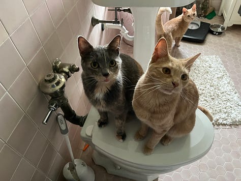 In The Wonkette System, There Are Dogs And There Are Cats. These Are Their New Year's Resolutions.