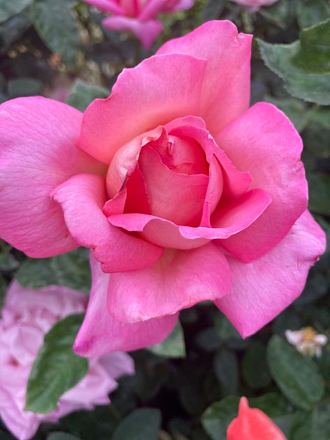 Dreamtime Valentine - by kitten seeking answers