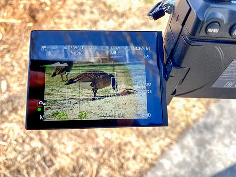 Tilt vs Articulating Camera Screens: Pros, Cons & Top Models