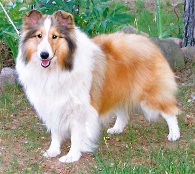 Sheltie Sable Coat Color