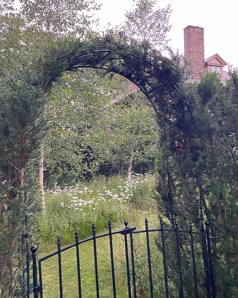 How to make a Yew Arch - Julie Witmer Gardens Newsletter