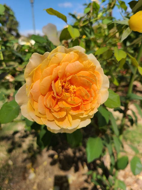 Beautiful Flower References Part 4 - by Masha Eretnova