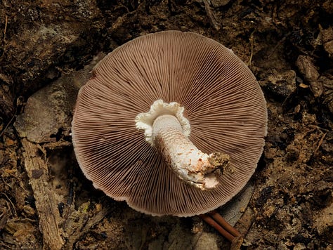 Mushroom Hunting at Khao Phanom Bencha National Park | Krabi, Thailand
