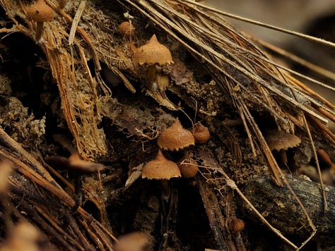 Mushroom Hunting at Khao Phanom Bencha National Park | Krabi, Thailand