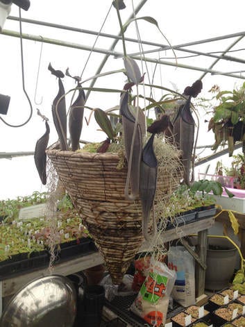 A VISIT TO NATIVE EXOTICS - by Alvin Liu