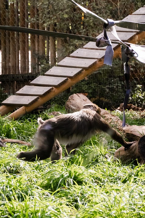 Reference Photos of Zoo Animals