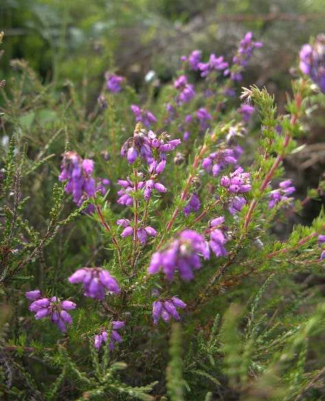 Beck - by Deborah Eydmann - Plumes & Feathers Newsletter