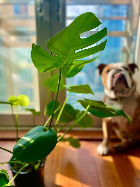 How I learned to not kill my plants - Katrina’s Substack