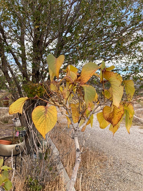 The Labyrinth Letters | AB Davidson | Substack