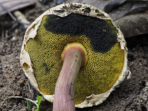 Monsoon Mushrooms: Two-Wheeled Adventures in Northern Thailand - Part III