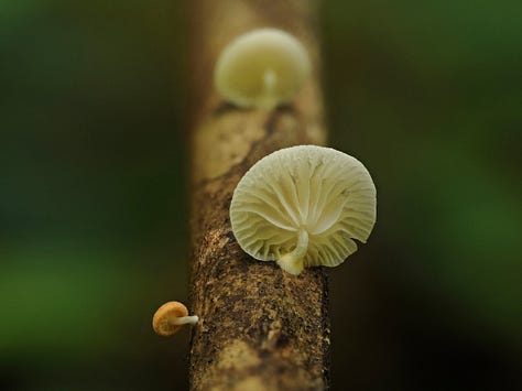Mushroom Hunting at Khao Phanom Bencha National Park | Krabi, Thailand