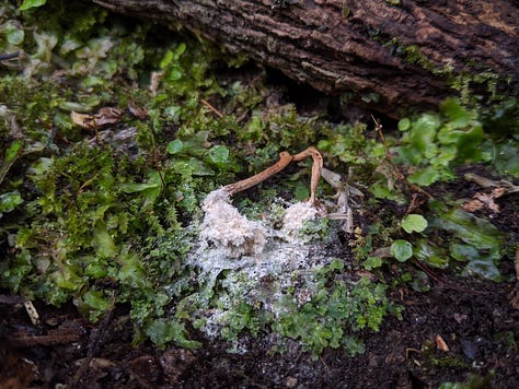 Zombie Apocalypse of the Insect World: A Closer Look at Cordyceps