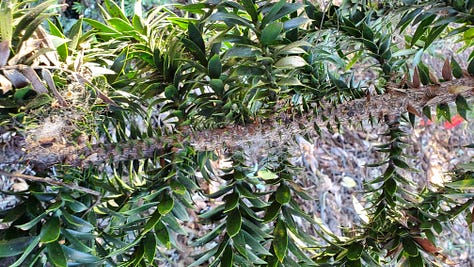 Bunya Nut - by J.P. - Bush Food Forager