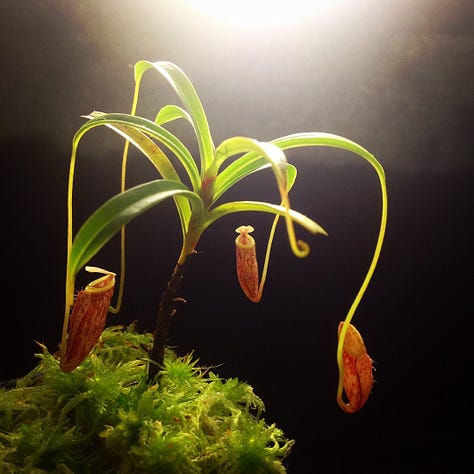 A FEW HIGHLAND PLANTS TO ROUND OFF OCTOBER - by Alvin Liu