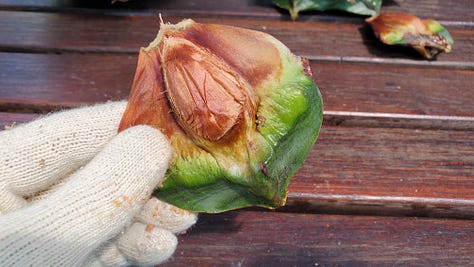 Bunya Nut - by J.P. - Bush Food Forager