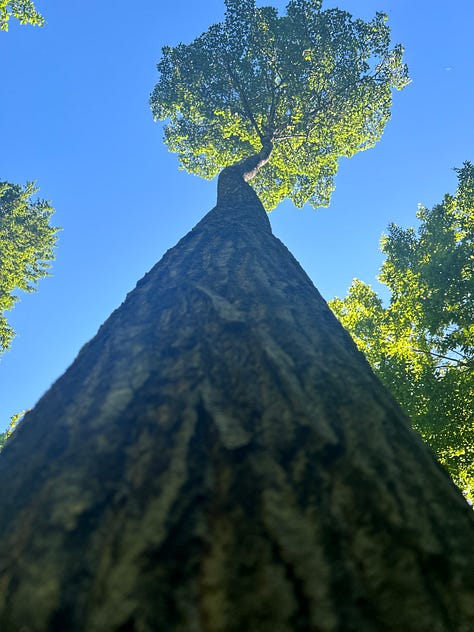 Friday Four-Pack 7.5.24 - by Mut (Mike Mutnansky)