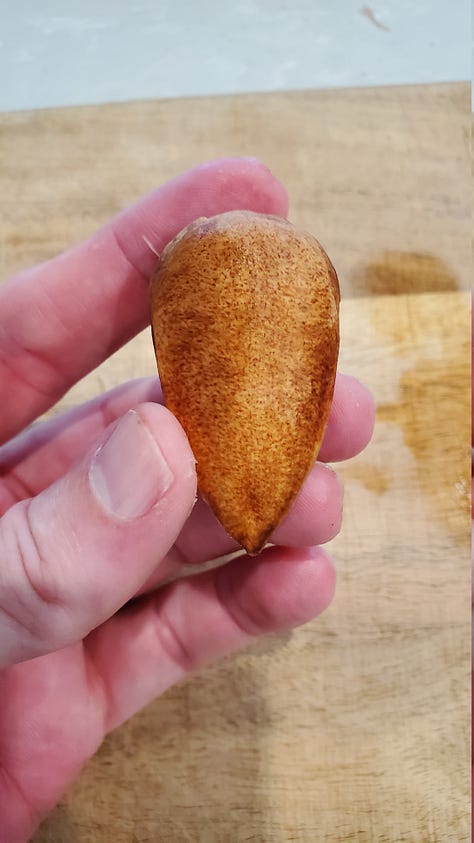 Bunya Nut - by J.P. - Bush Food Forager